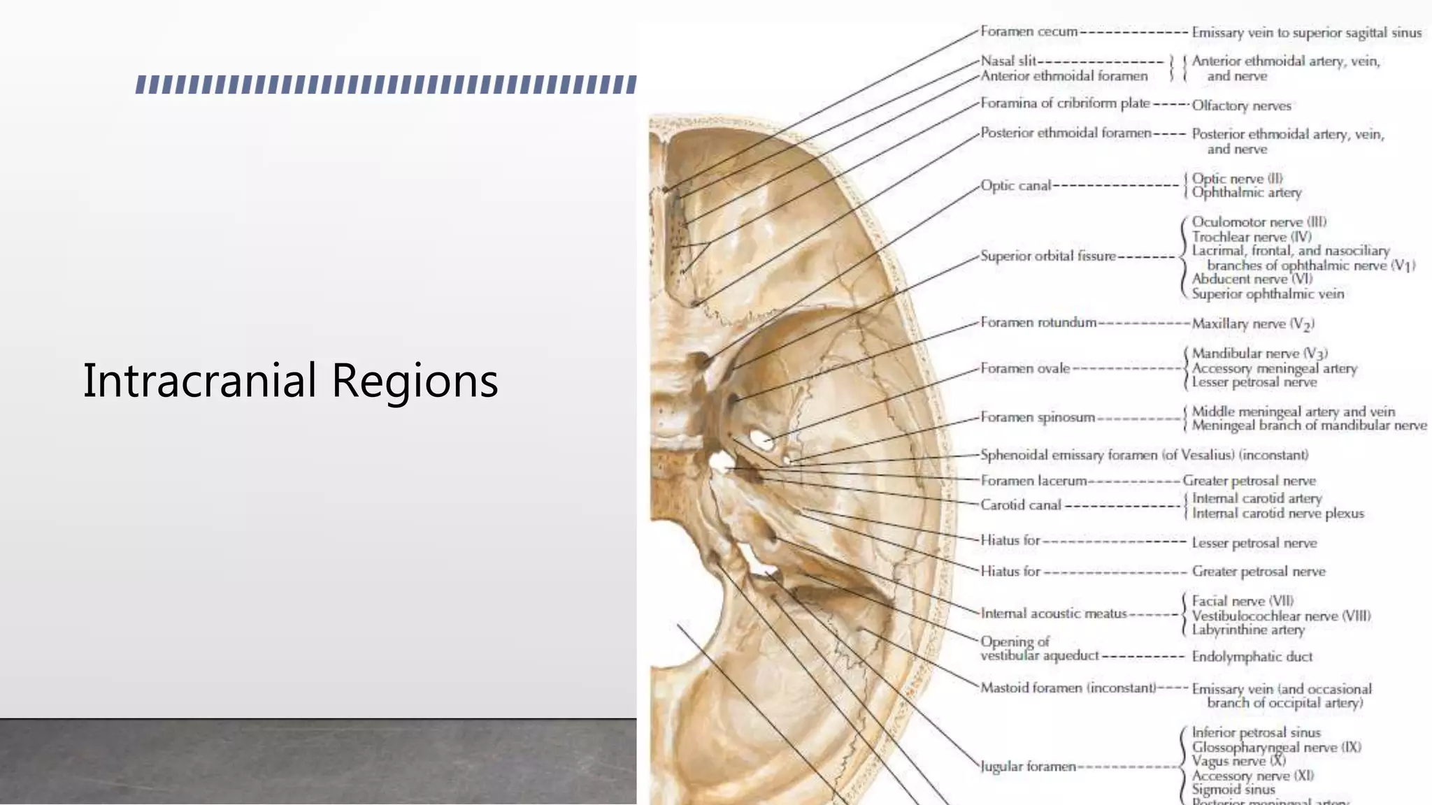 Gross anatomy of skull and facial bones | PPTX