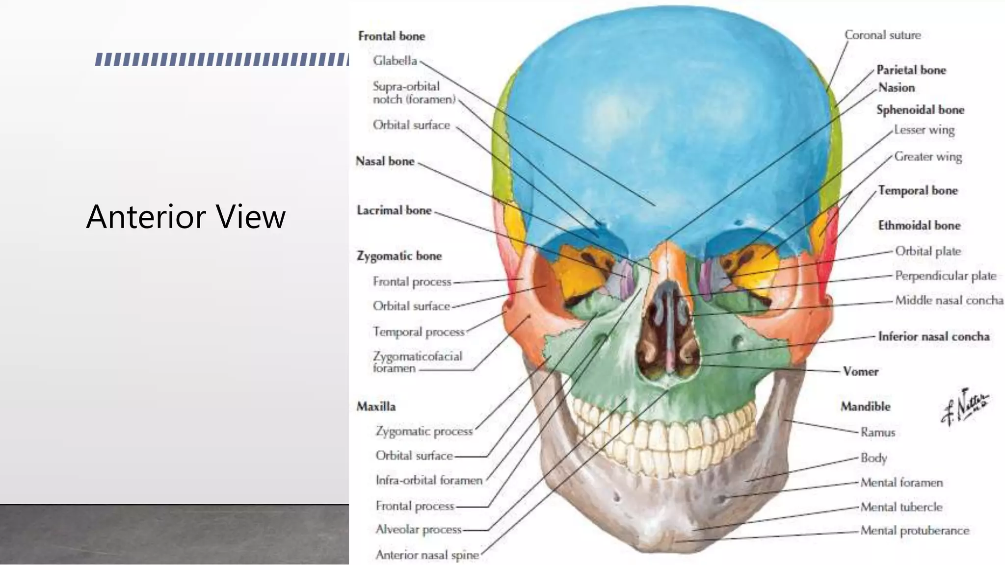 Gross anatomy of skull and facial bones | PPTX
