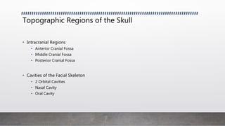 Gross anatomy of skull and facial bones | PPTX