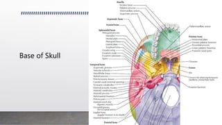 Gross anatomy of skull and facial bones | PPTX | Death, Injury, or ...