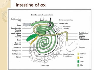 Gross_anatomy_of_small_intestine_of_ox.pdf