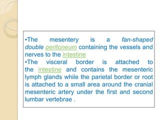 Gross_anatomy_of_small_intestine_of_ox.pdf