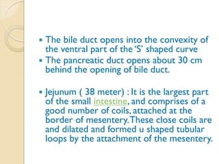 Gross_anatomy_of_small_intestine_of_ox.pdf