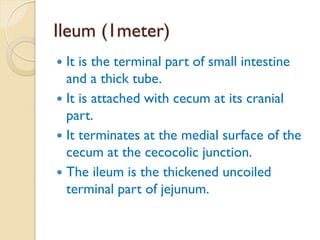 Gross_anatomy_of_small_intestine_of_ox.pdf