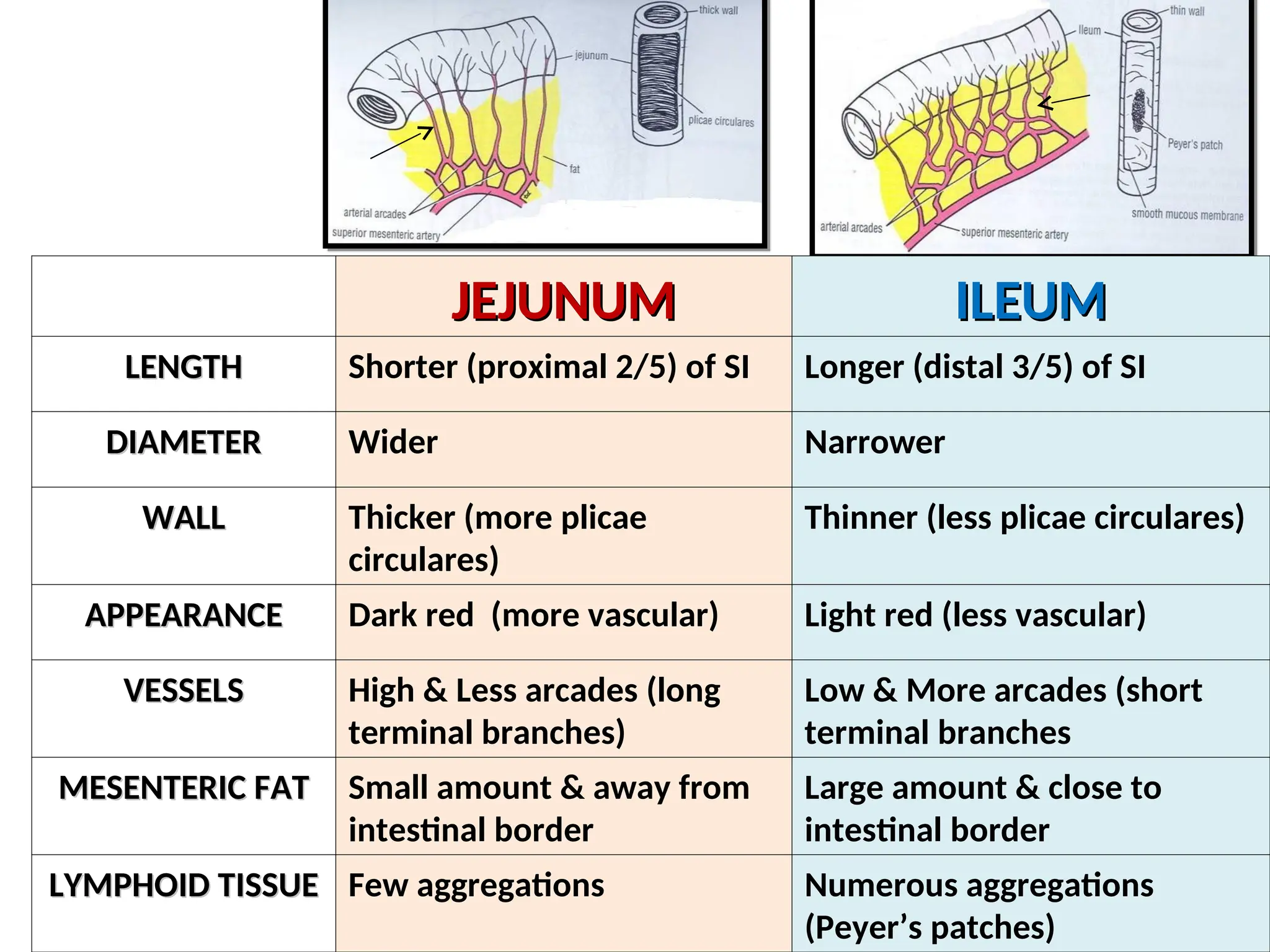 GROSS ANATOMY OF THE DUODENUM FOR MEDICAL STUDENTS.ppt