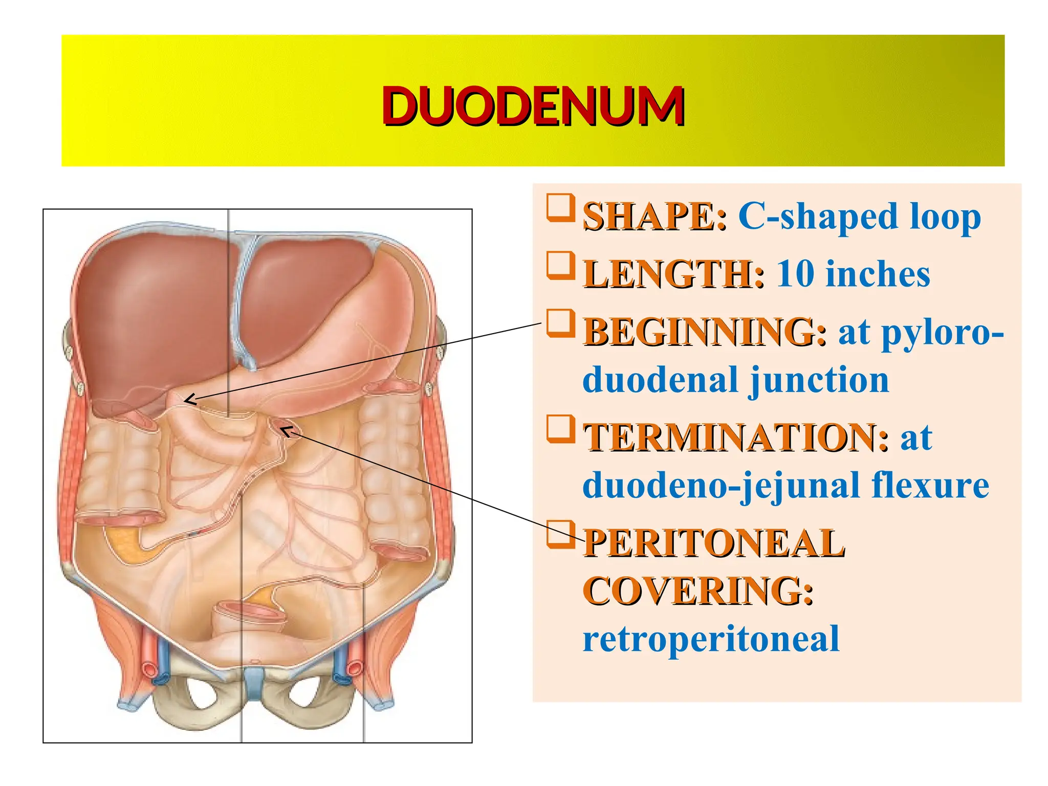 GROSS ANATOMY OF THE DUODENUM FOR MEDICAL STUDENTS.ppt