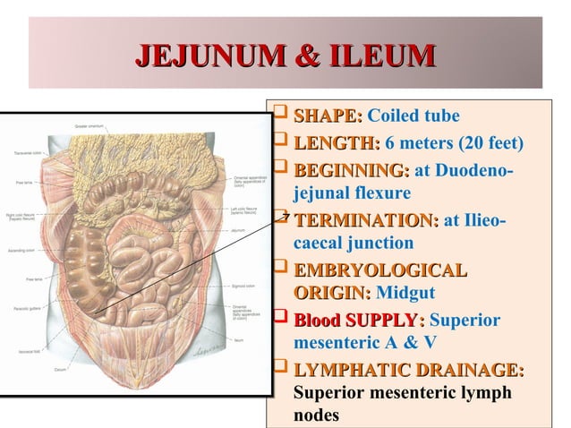 GROSS ANATOMY OF THE DUODENUM FOR MEDICAL STUDENTS.ppt