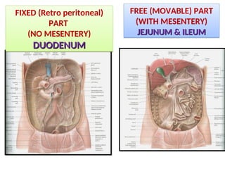 GROSS ANATOMY OF THE DUODENUM FOR MEDICAL STUDENTS.ppt