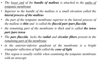 Gross anatomy of the ‘ear’ | PPTX