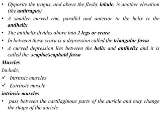 Gross anatomy of the ‘ear’ | PPTX
