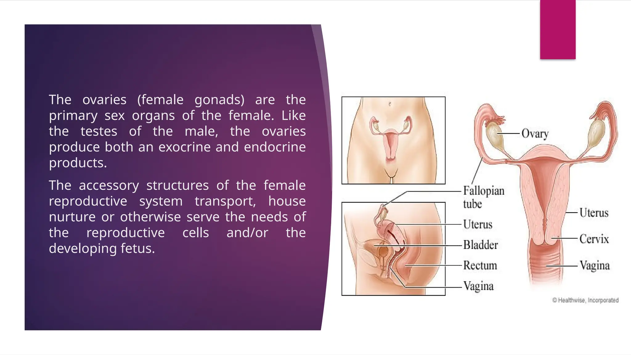 Gross Anatomy of the Female Reproductive System.pptx | Pregnancy | Reproductive Health