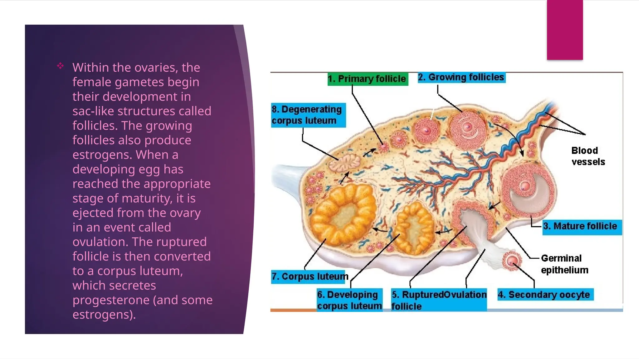 Gross Anatomy of the Female Reproductive System.pptx | Pregnancy ...