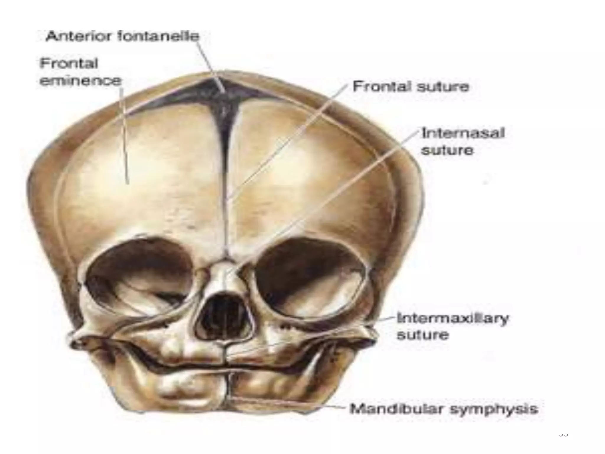 Gross anatomy of the head and neck | PPTX
