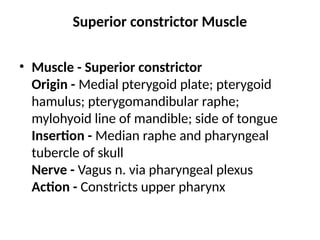 Comprehensive Anatomy of Facial Muscles, Carotid Arteries, and Thyroid ...