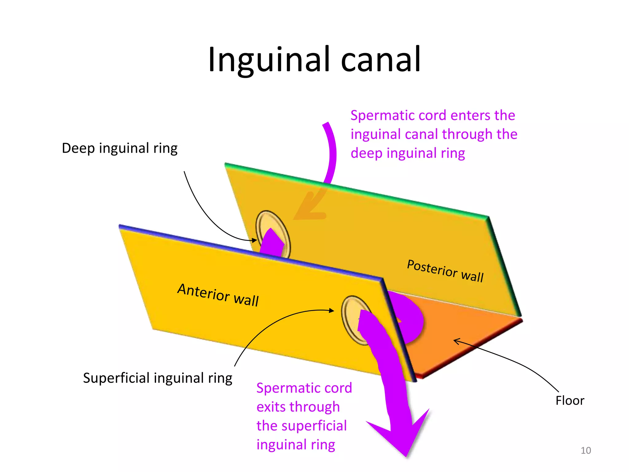 GROSS ANATOMY OF THE INGUINAL CANAL.ppt