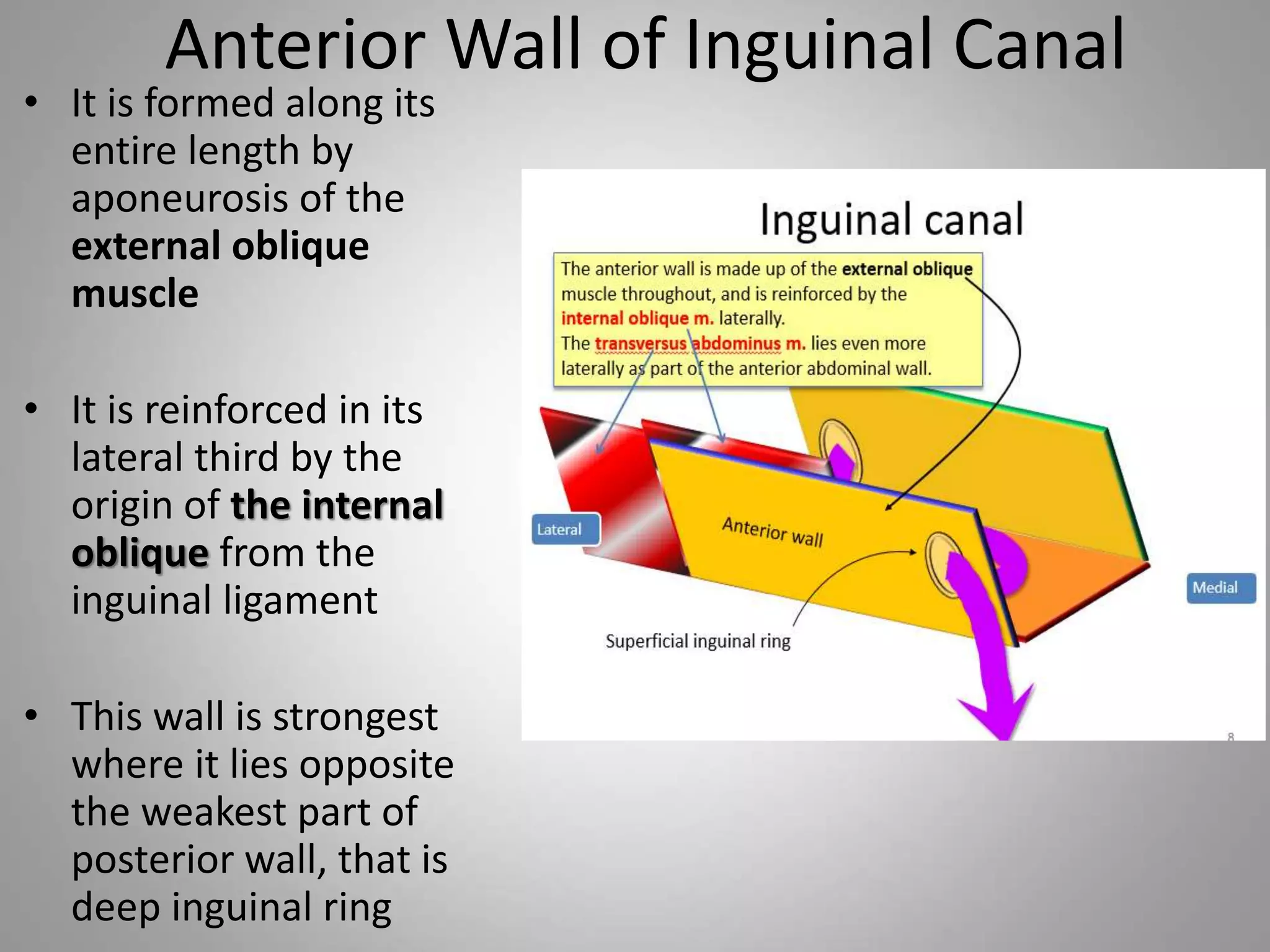 GROSS ANATOMY OF THE INGUINAL CANAL.ppt