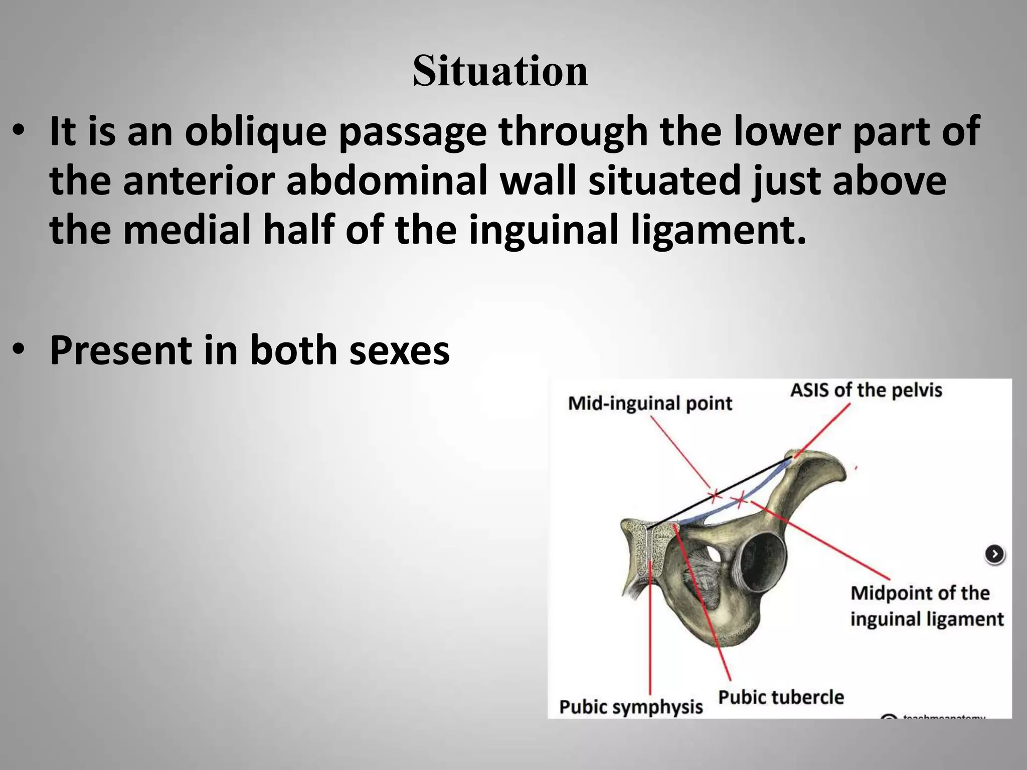 GROSS ANATOMY OF THE INGUINAL CANAL.ppt