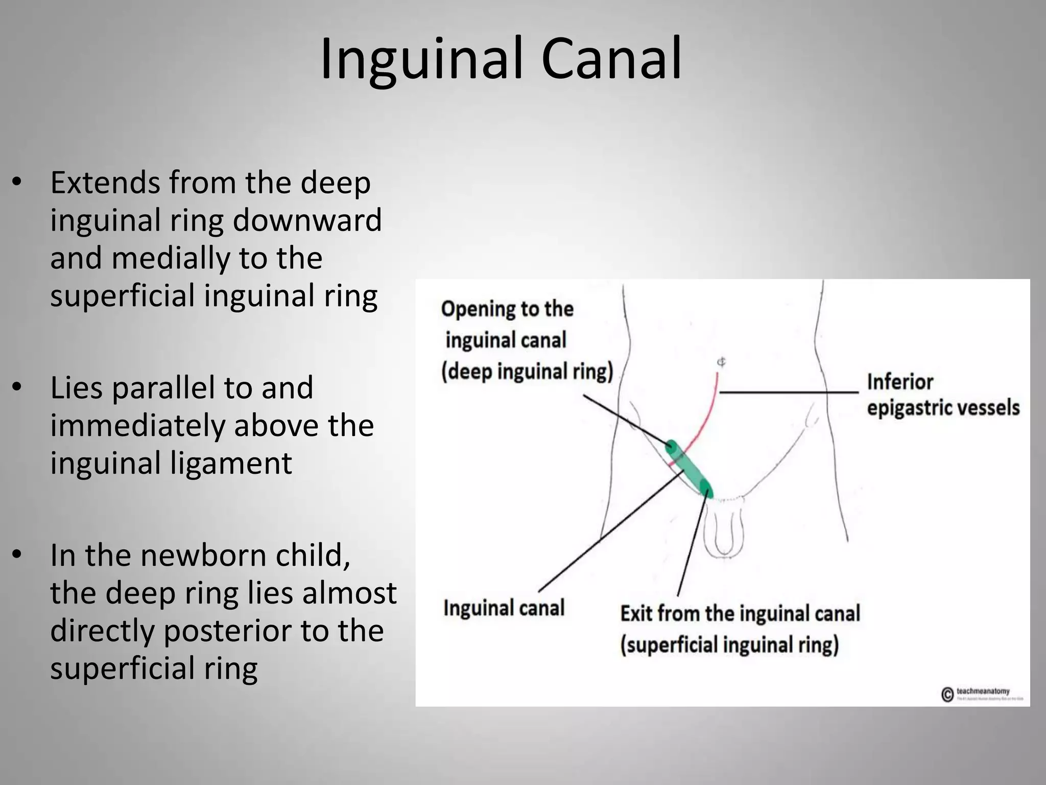 GROSS ANATOMY OF THE INGUINAL CANAL.ppt
