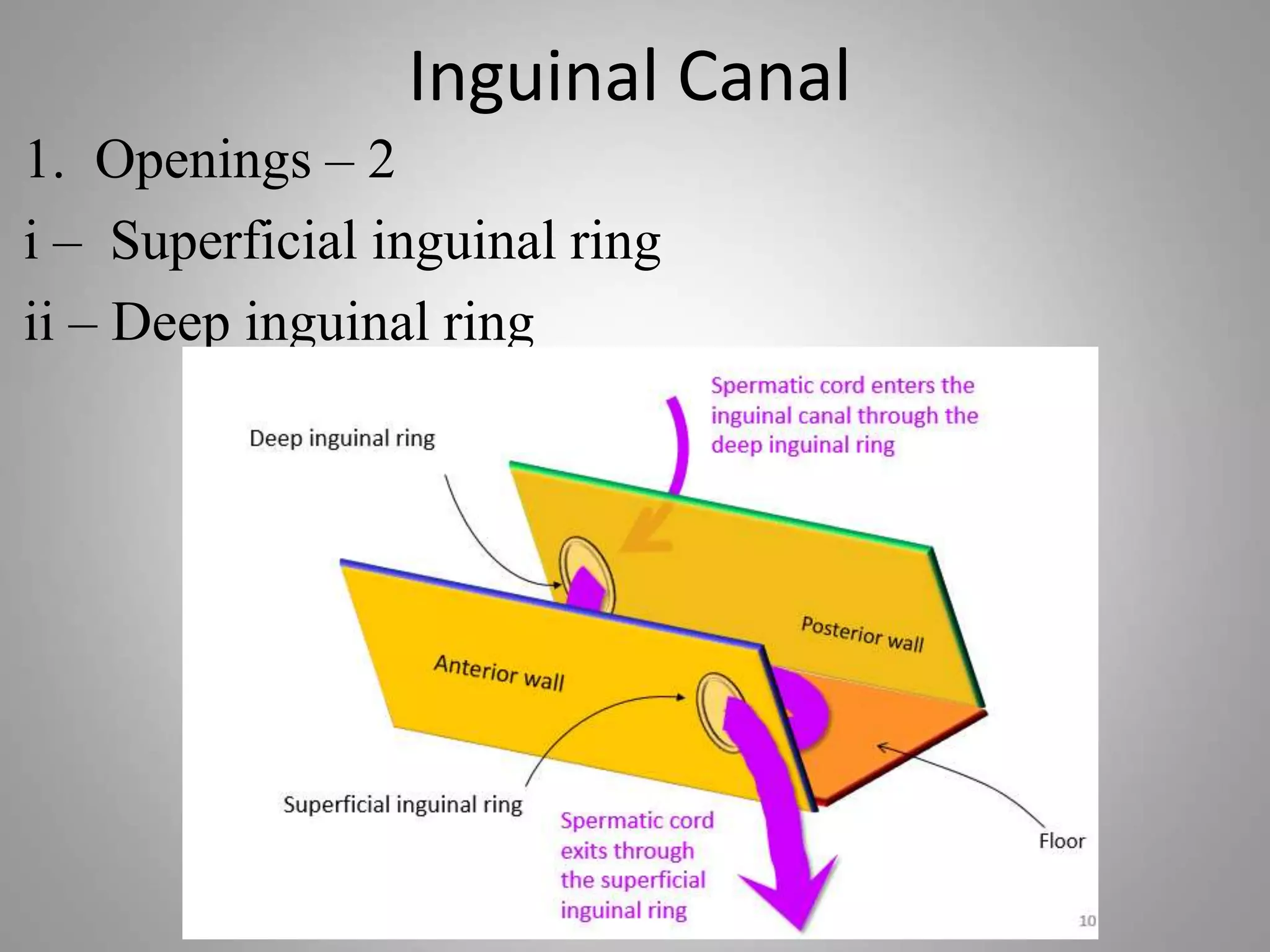 GROSS ANATOMY OF THE INGUINAL CANAL.ppt