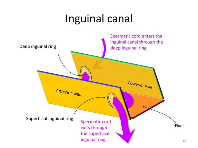 GROSS ANATOMY OF THE INGUINAL CANAL.ppt | Death, Injury, or Military ...