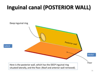 GROSS ANATOMY OF THE INGUINAL CANAL.ppt