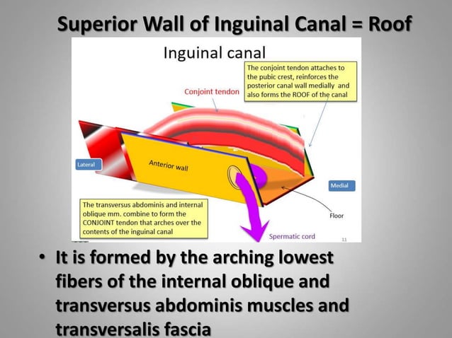 GROSS ANATOMY OF THE INGUINAL CANAL.ppt | Death, Injury, or Military ...