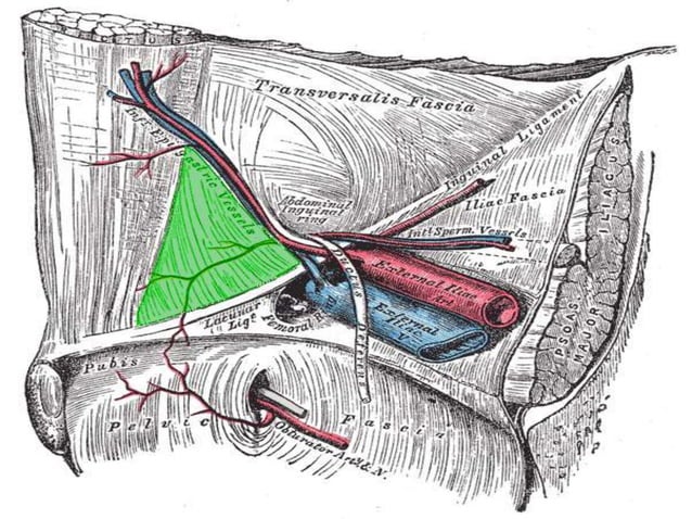 GROSS ANATOMY OF THE INGUINAL CANAL.ppt | Death, Injury, or Military ...
