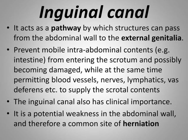 GROSS ANATOMY OF THE INGUINAL CANAL.ppt | Death, Injury, or Military ...