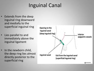 GROSS ANATOMY OF THE INGUINAL CANAL.ppt | Death, Injury, or Military ...