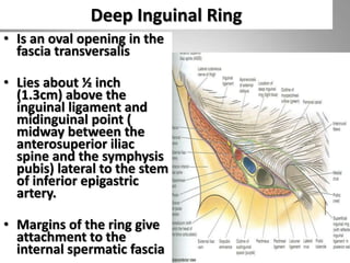 GROSS ANATOMY OF THE INGUINAL CANAL.ppt