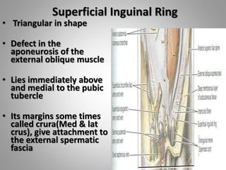 GROSS ANATOMY OF THE INGUINAL CANAL.ppt