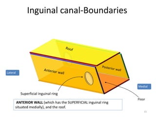 GROSS ANATOMY OF THE INGUINAL CANAL.ppt