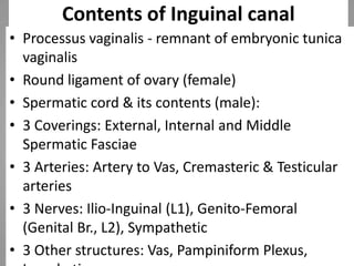 GROSS ANATOMY OF THE INGUINAL CANAL.ppt