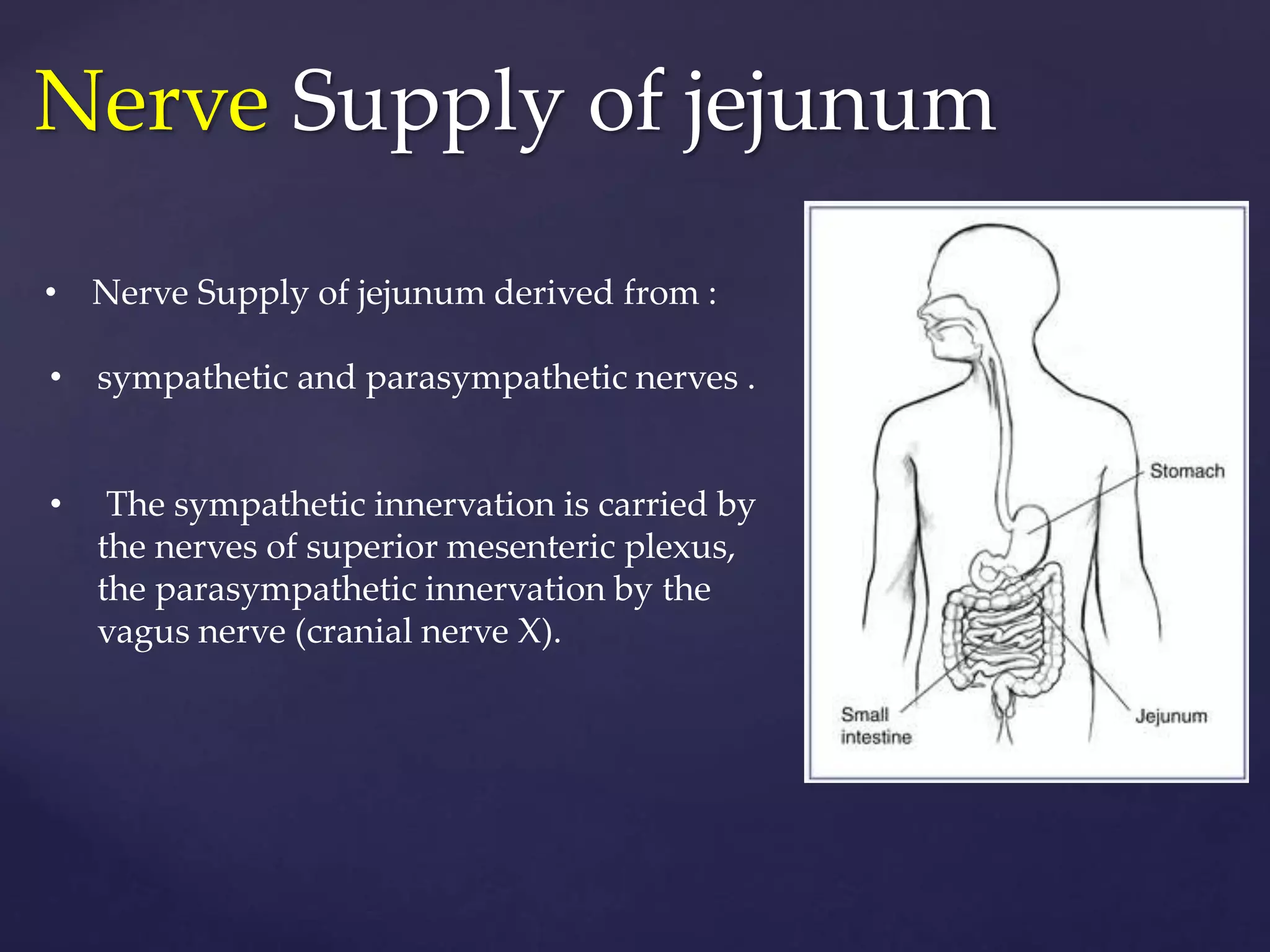 Gross anatomy of the jejunum , including blood and nerve supply, venous ...