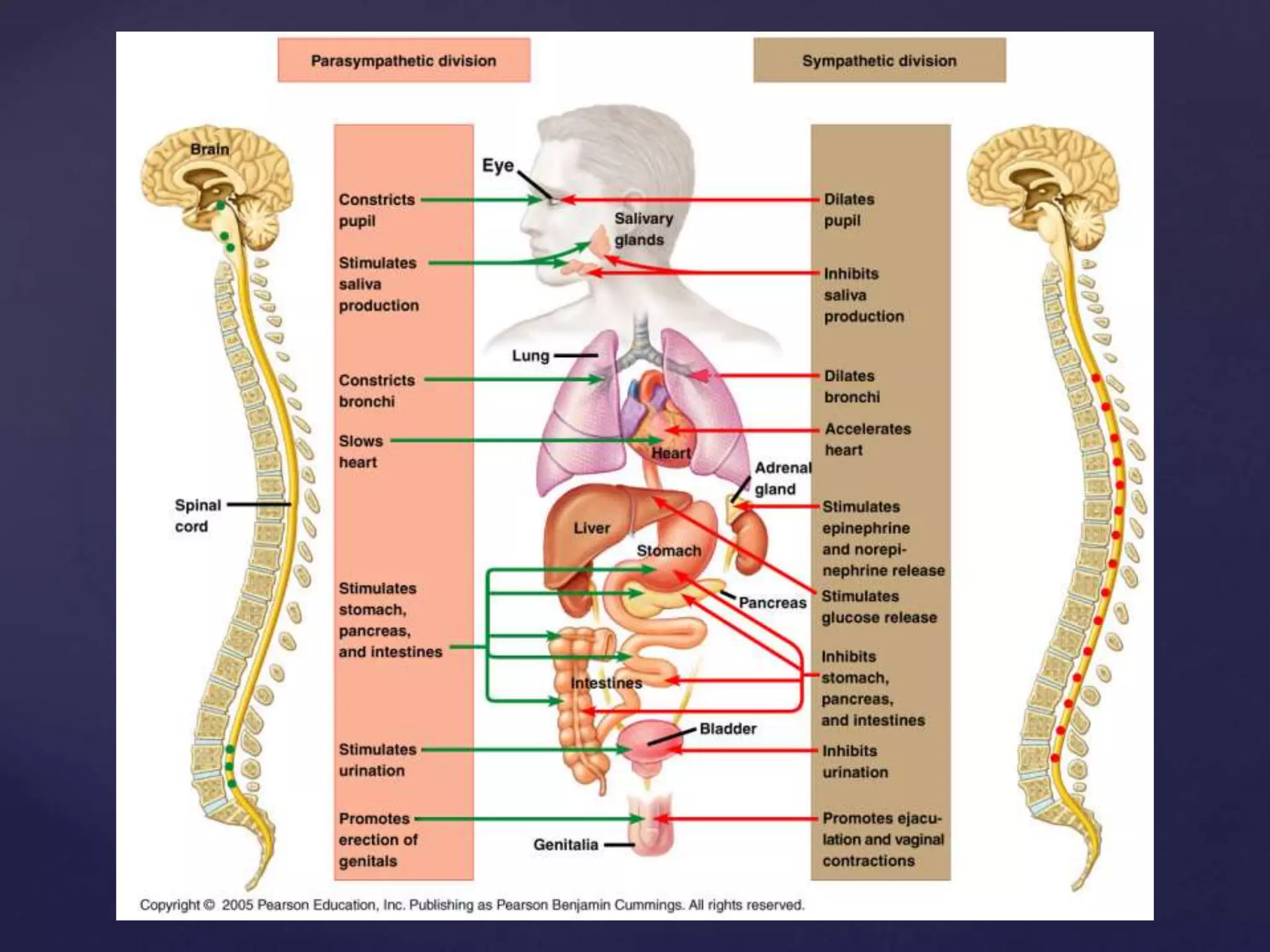 Gross anatomy of the jejunum , including blood and nerve supply, venous ...