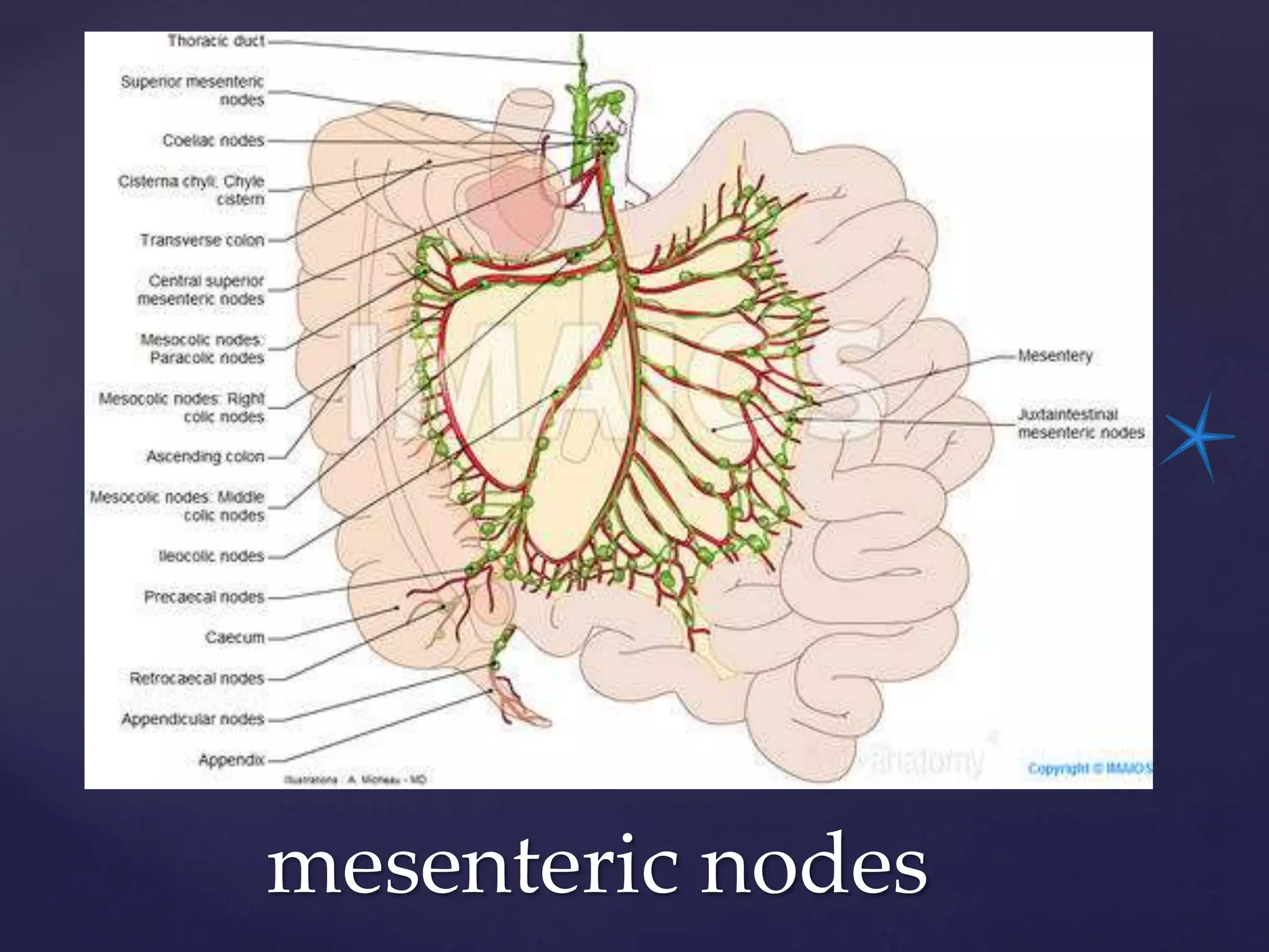 Gross anatomy of the jejunum , including blood and nerve supply, venous ...