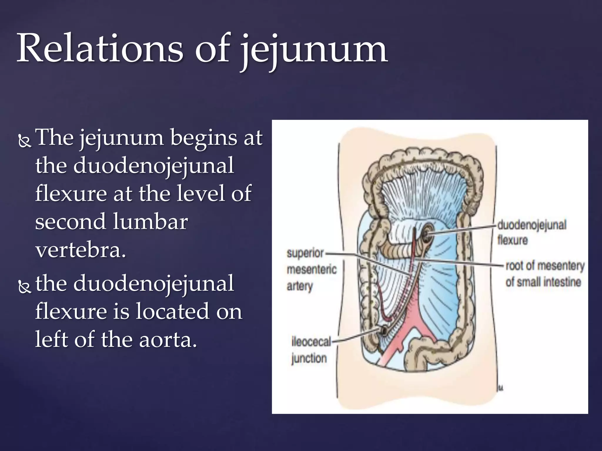 Gross anatomy of the jejunum , including blood and nerve supply, venous ...