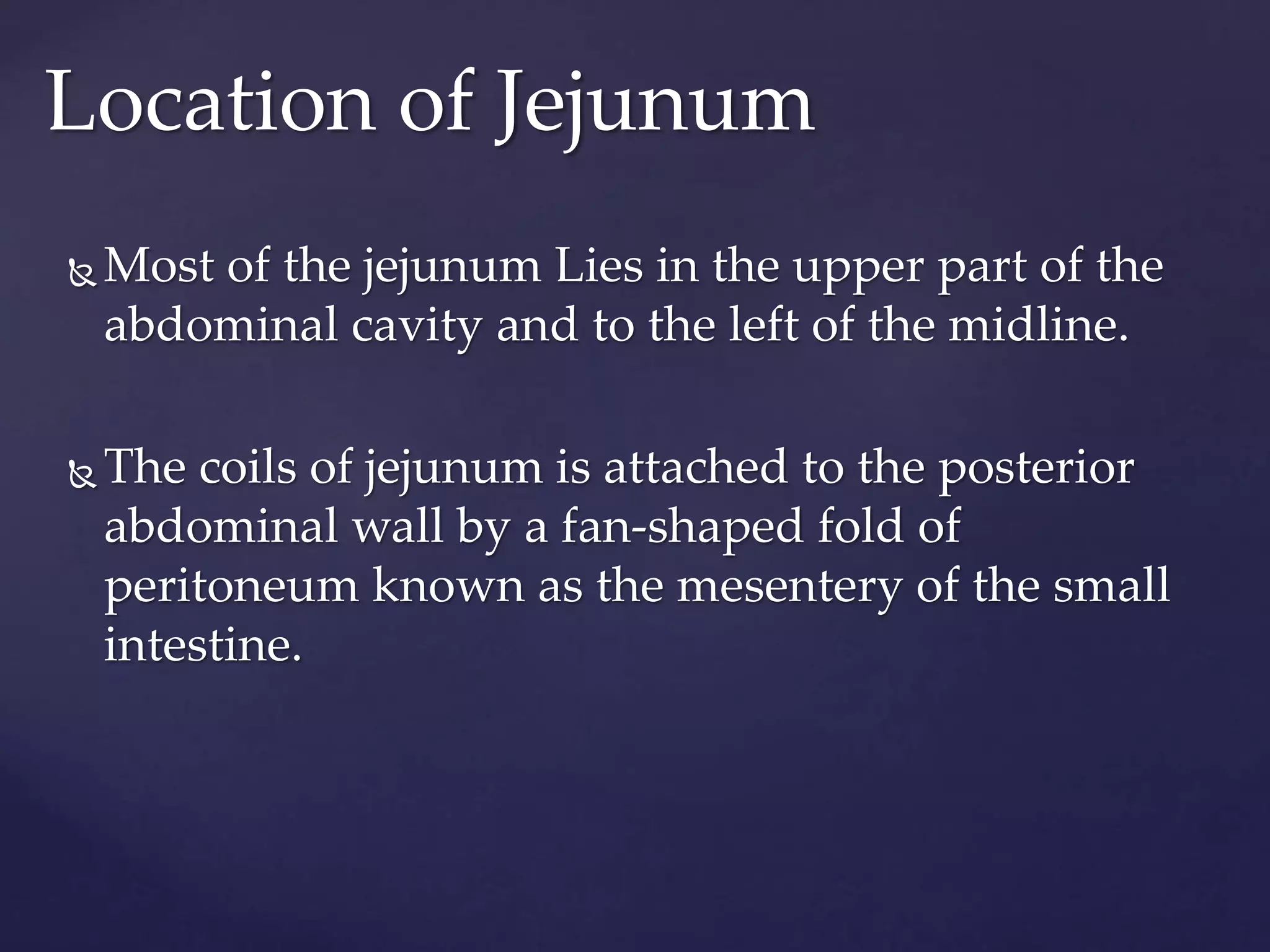 Gross anatomy of the jejunum , including blood and nerve supply, venous ...
