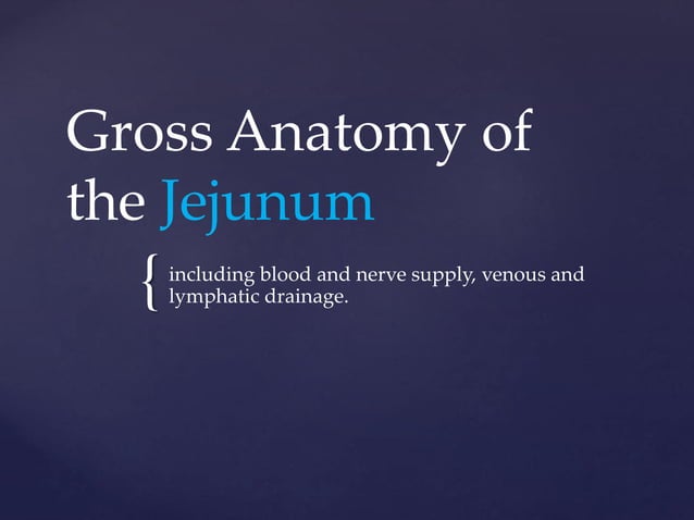 Gross anatomy of the jejunum , including blood and nerve supply, venous ...