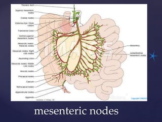 Gross anatomy of the jejunum , including blood and nerve supply, venous ...