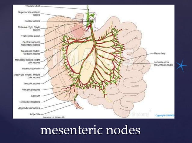 Gross anatomy of the jejunum , including blood and nerve supply, venous ...