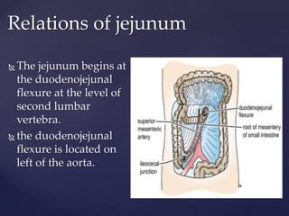 Gross anatomy of the jejunum , including blood and nerve supply, venous ...