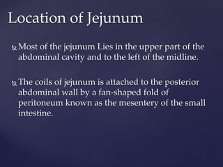 Gross anatomy of the jejunum , including blood and nerve supply, venous ...