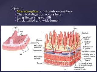 Gross anatomy of the jejunum , including blood and nerve supply, venous ...
