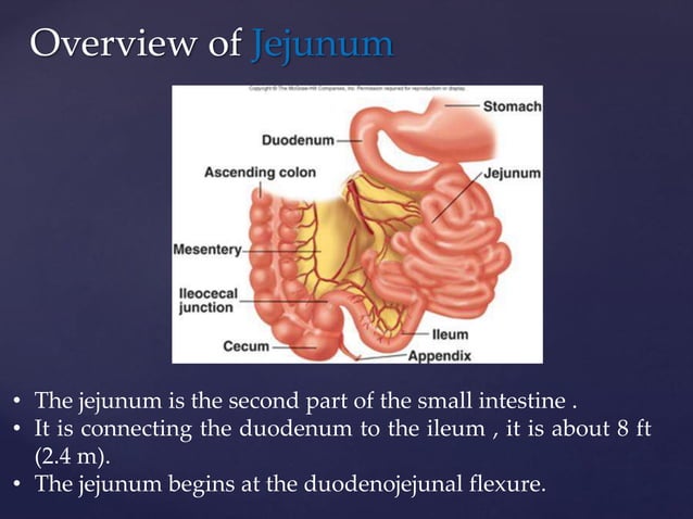 Gross anatomy of the jejunum , including blood and nerve supply, venous ...