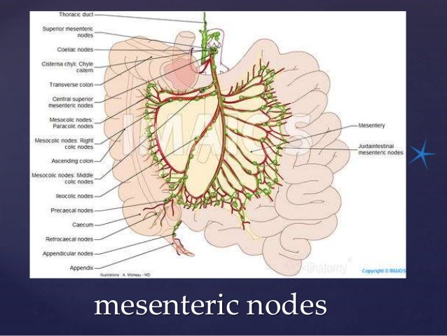 Gross anatomy of the jejunum , including blood and nerve supply, veno…