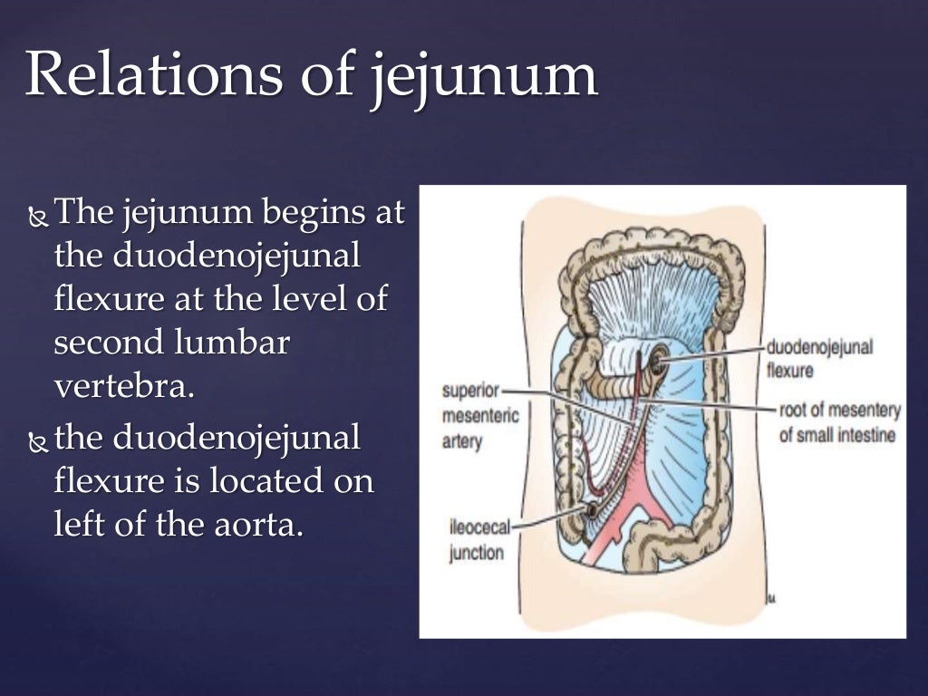 Gross anatomy of the jejunum , including blood and nerve supply, veno…