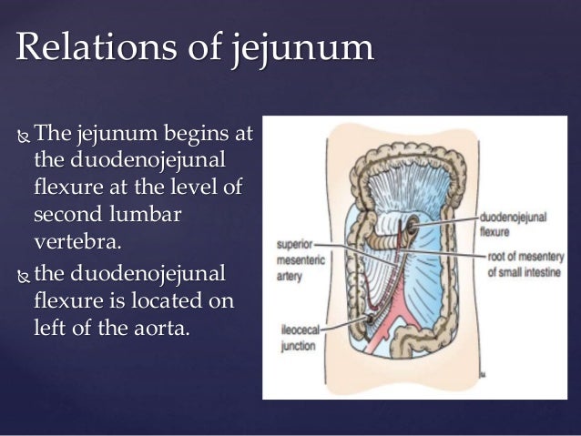 Gross anatomy of the jejunum , including blood and nerve supply, veno…