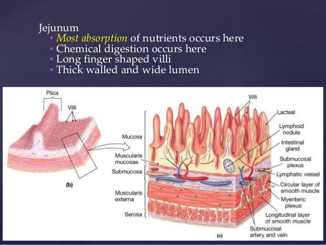 Gross anatomy of the jejunum , including blood and nerve supply, veno…