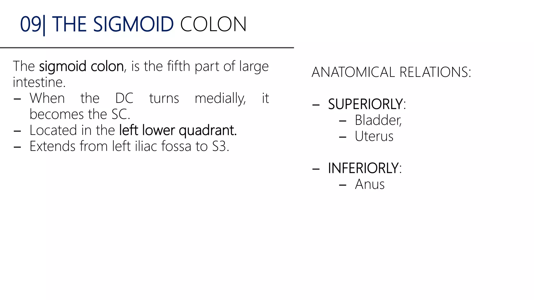 A seminar presentation on gross anatomy of the large intestine | PPTX